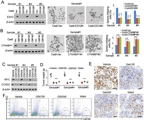 Sammson Ezh2 Wnt β Catenin Pathway Serves As A Target For Liver Tic
