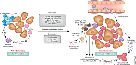 Figure 1 From Macrophage Polarization In Metabolism And Metabolic
