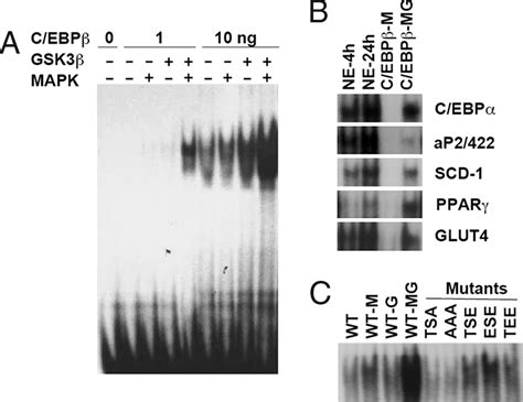 Effect Of Phosphorylation And S S Bond Induced Dimerization On Dna Binding And Transcriptional