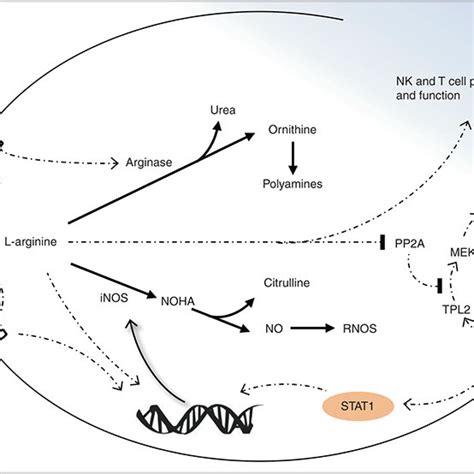 Schematic Representation Of Pathways Regulating Arginine Metabolism And