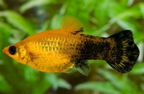 Cara Membedakan Ikan Golden Black Molly Jantan Dan Betina Guru Sekolah