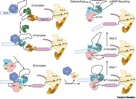 Pre Mrna Splicing And Its Cotranscriptional Connections Trends In Genetics