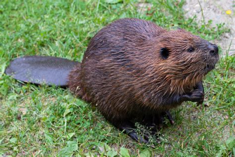 What Is A Castor In English At Albert Labrie Blog