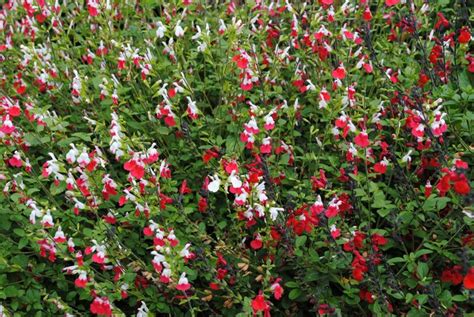 4k Many Sweet Pea Hd Wallpaper Rare Gallery