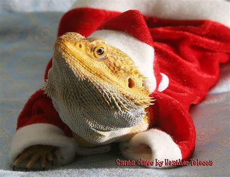 Time For Costumes • Bearded Dragon Org