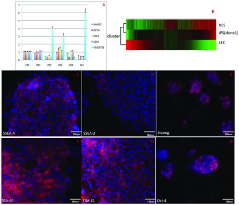 Hlec Ipscs Exhibit Key Hesc Markers And Hesc Morphology A Real Time