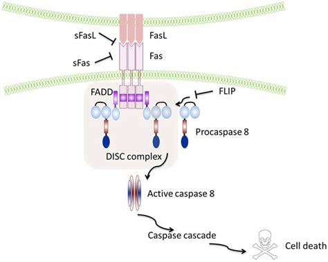 Schematic Representation Of The Fasfasl Pathway Binding Of The Fas