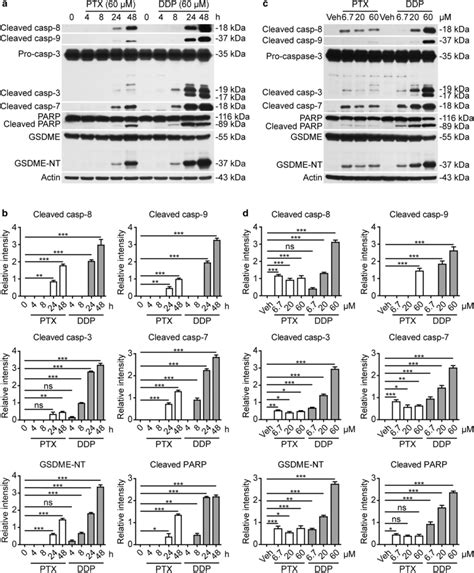 Western Blot Analysis Of Apoptotic And Lytic Cell Death Markers In A549