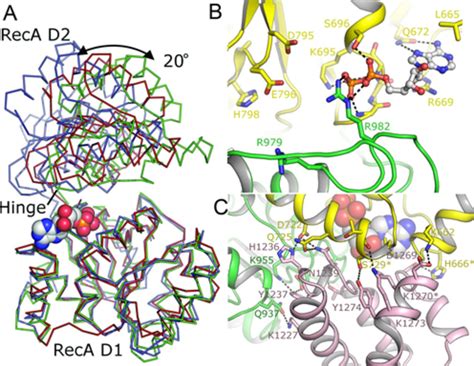 Structural Details Of The Nucleotide Binding Site And The Hrdc A