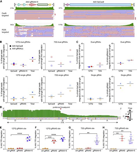 Targeted Long Read Sequencing Captures Crispr Editing And Aav