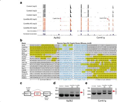 Neuron Specific Cryptic Exons Camkiiα Cre Tardbp F F Knockout Mice