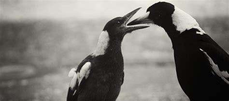 everything you need to know about magpie swooping season good living