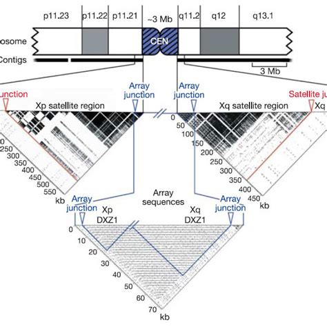 schematic representation of major homologies between the human sex