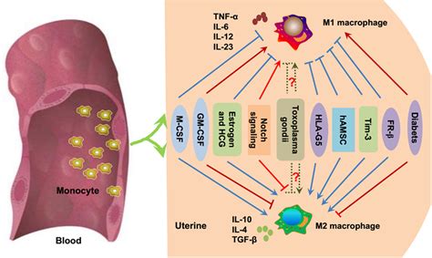 Frontiers Modulators Of The Balance Between M1 And M2 Macrophages