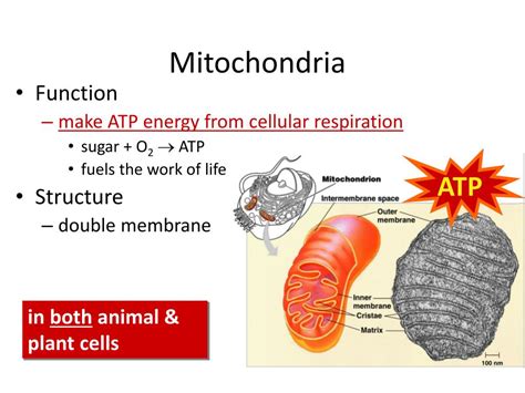 Ppt Mitochondria Are In Both Cells Powerpoint Presentation Free