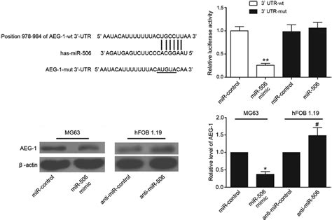 Aeg‑1 Is A Direct Target Of Mir‑506 In Human Osteosarcoma Mg63 Cells