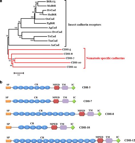 Phylogenetic Analysis And The Domain Structure Of Nematode Specific