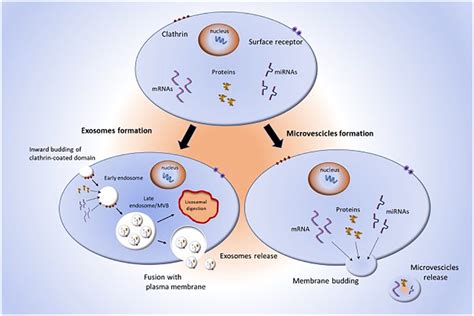 Schematic Representation Of Ev Biogenesis Donor Cells Release Exosomes