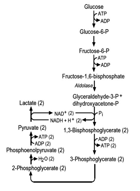 Homo Fermentative Pathway Illustrating The Production Of Lactic Acid