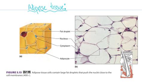 Adipose Tissue Labeled Diagram
