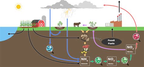 The Nitrogen Cycle Labster