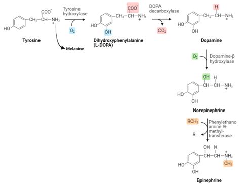Pathways For Biosynthesis Of Dopamine A Catecholamine Download