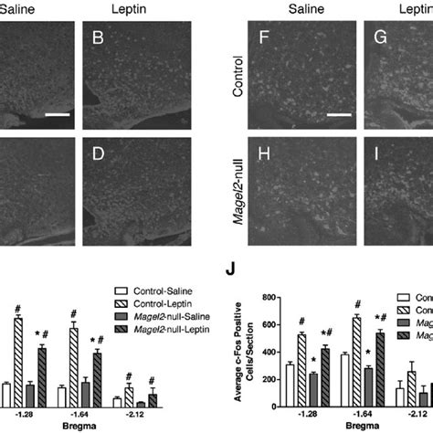 Pstat3 And C Fos Expression In Arc Neurons In Leptin Treated Mice A D