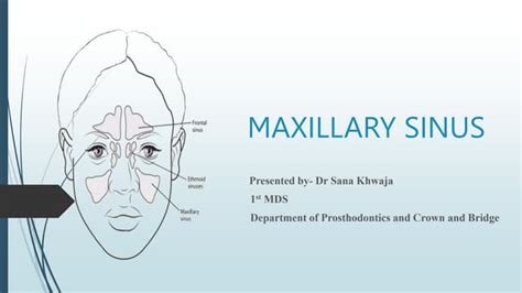 Maxillary Sinus Anatomy And Functions Ppt