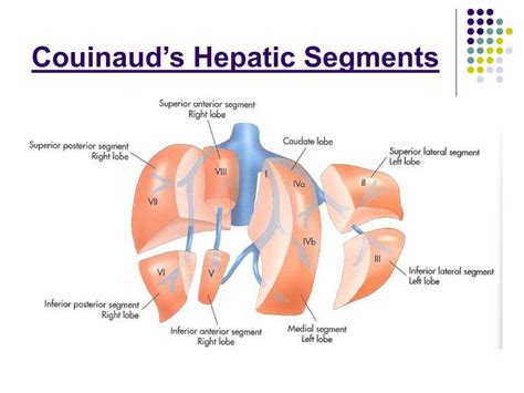 Ppt The Liver Powerpoint Presentation Free Download Id 5604536