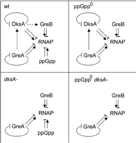 Interaction Network Of Grea Greb Dksa Ppgpp And Rna Polymer