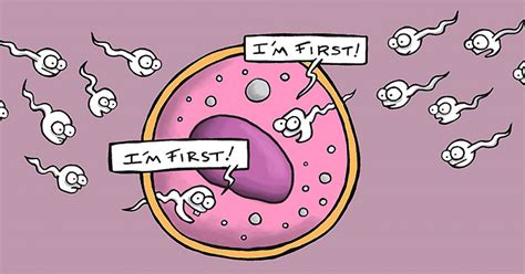 Fertilization Of Egg In Women