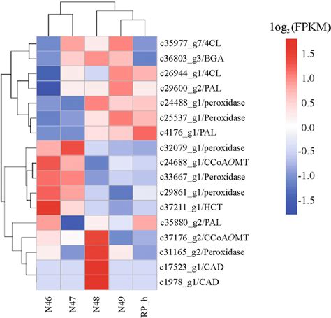 Heat Map Showing Expression Patterns Of Phenylpropanoid Biosynthesis