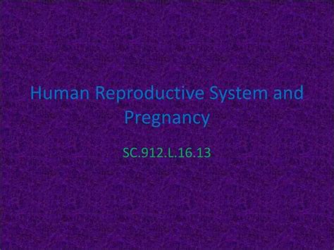 Ppt Human Reproductive System And Pregnancy Powerpoint Presentation