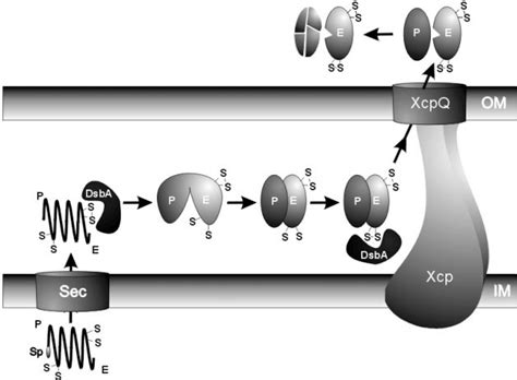 Model For The Maturation And Transport Of Elastase The Sequential