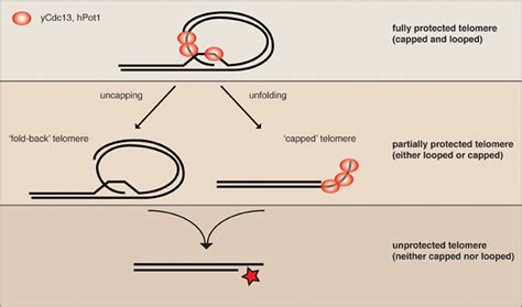 Frontiers Getting In And Out Of The Loop Regulating Higher Order