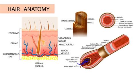Struktur Rambut Manusia Fungsi Pertumbuhan And Tips Merawat
