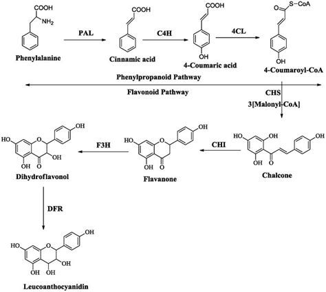 Biosynthesis Of Diverse Class Flavonoids Via Shikimate And