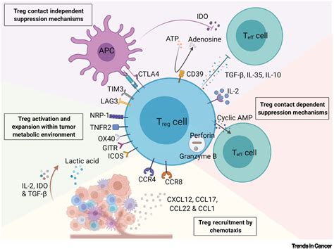 Regulatory T Cells