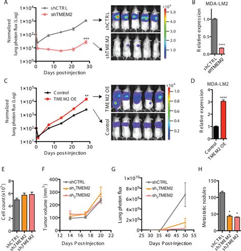 Tmem2 Promotes In Vivo Metastatic Lung Colonization Download