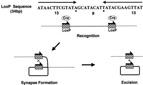 Schematic Drawings Of The Cre Loxp System The Cre Recombinase