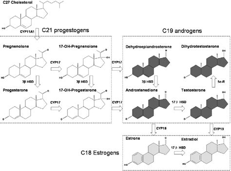 Figure 1 1 From Regulation Of Androgen Action By Sex Hormone Binding