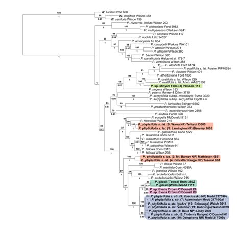 best scoring ml phylogram produced by iq tree from analysis of the