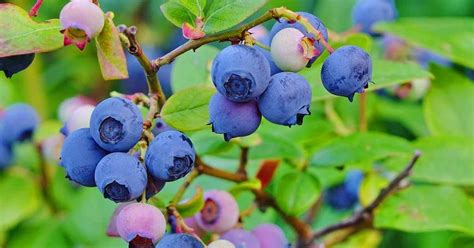 How And When To Fertilize Blueberry Bushes Gardeners Path In 2023