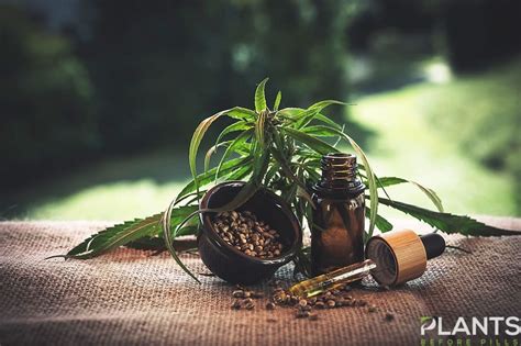 Life In Quarantine Coping With Cbd Plants Before Pills