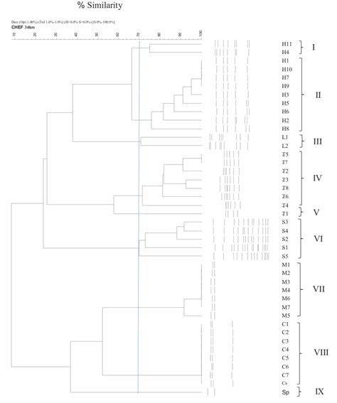 Dendrogram Showing The Clustering Of Yeast Strains Obtained By