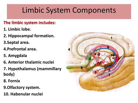 Ppt Limbic System Powerpoint Presentation Free Download Id 2194319