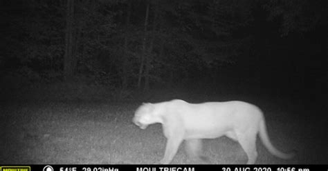 Cougar Sightings Creeping Up In Michigans Upper Peninsula 10 So Far