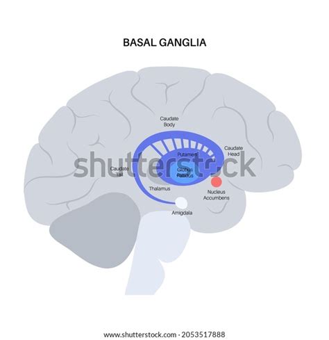 Basal Ganglia Limbic System Concept Human Vetor Stock Livre De