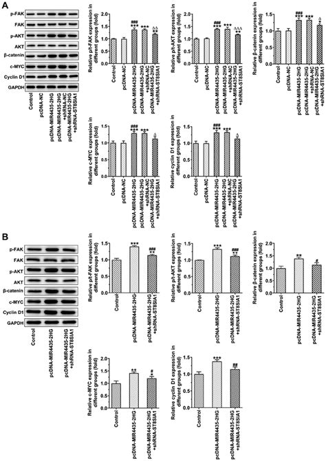 Mir4435 2hg Overexpression Activates The Fak Akt β Catenin Signaling