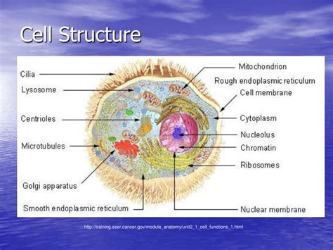 Ppt Cell Structure Powerpoint Presentation Id 3776736